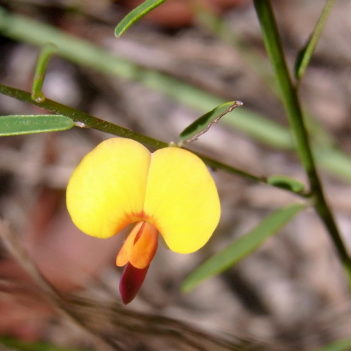 Variable Bossiaea (Bossiaea Heterophylla) Plant Care & How to Grow, Water