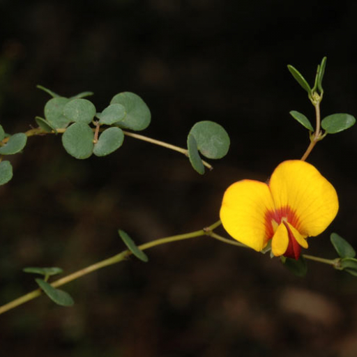 Bossiaea Lenticularis Plant Care & How to Grow, Water