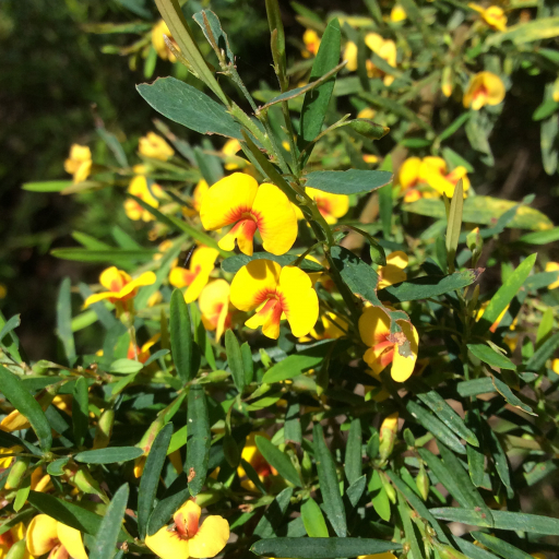 Narrow-Leaved Bossiaea (Bossiaea Linophylla) Plant Care & How to Grow ...