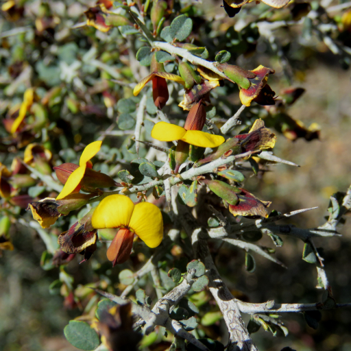 Spiny Bossiaea (Bossiaea Obcordata) Plant Care & How to Grow, Water
