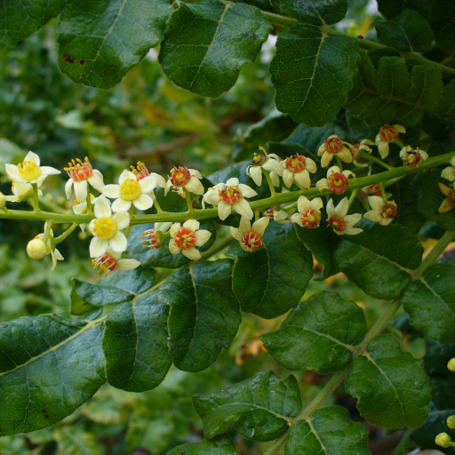 Frankincense (Boswellia Sacra) Plant Care & How to Grow, Water