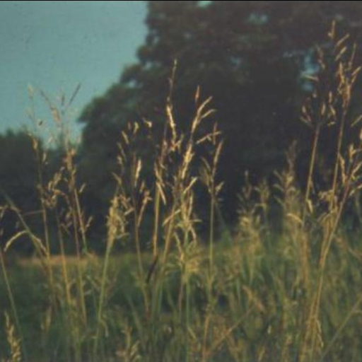 Pinhole Grass (Bothriochloa Insculpta) Care Guide: Water, Soil ...