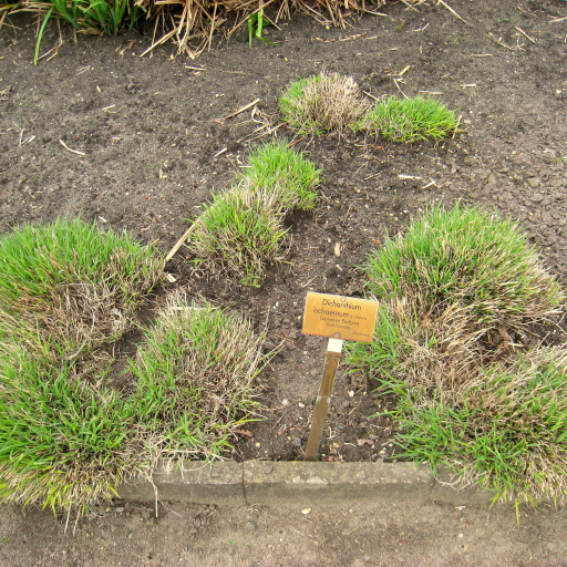 King Ranch Bluestem (Bothriochloa Ischaemum) Plant Care & How to Grow ...