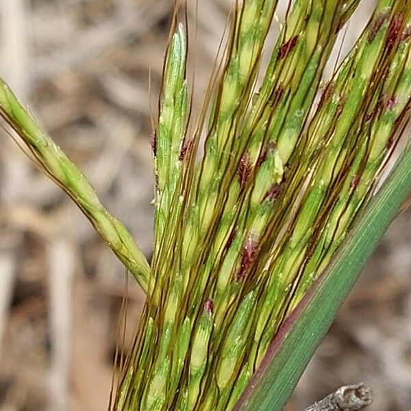 Redleg Grass (Bothriochloa Macra) Plant Care & How to Grow, Water