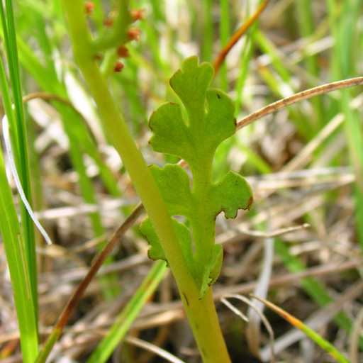 Branched Moonwort (Botrychium Matricariifolium) Plant Care & How to ...