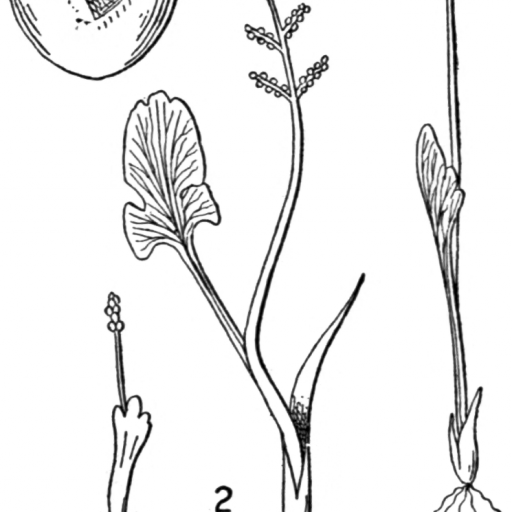 Least Moonwort (Botrychium Simplex) Plant Care & How to Grow, Water