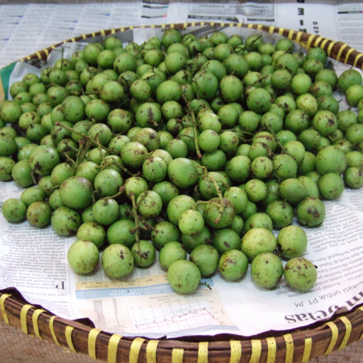 Gandaria (Bouea Macrophylla) Plant Care & How to Grow, Water