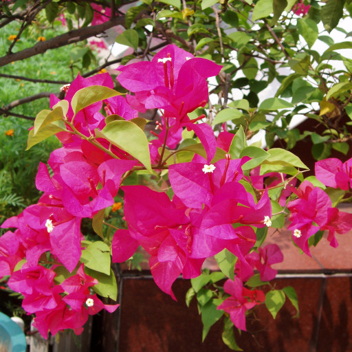 Paperflower (Bougainvillea Glabra) Plant Care & How to Grow, Water
