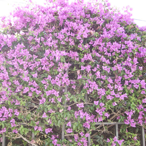 Great Bougainvillea (Bougainvillea Spectabilis) Plant Care & How to ...
