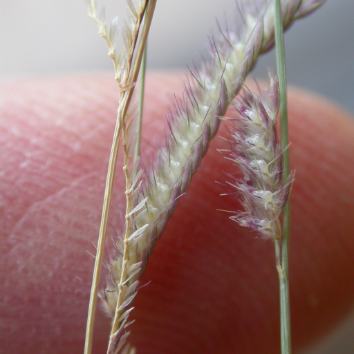 Six-Weeks Grama (Bouteloua Barbata) Plant Care & How to Grow, Water