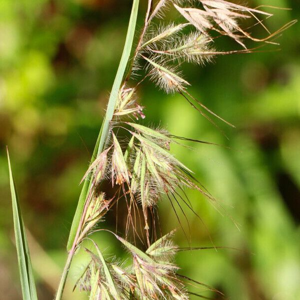 Texas Grama (Bouteloua Rigidiseta) Plant Care & How to Grow, Water