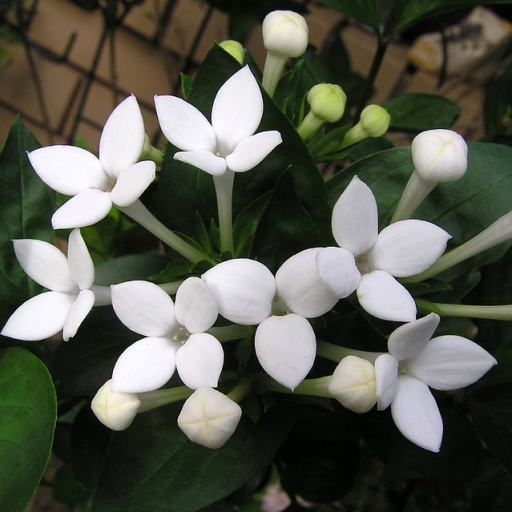 Bouvardia Longiflora Plant Care & How to Grow, Water