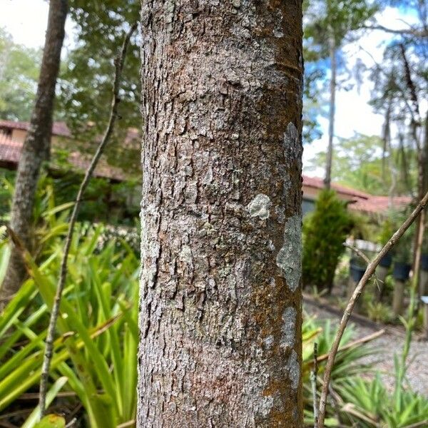 Bowdichia Virgilioides Plant Care & How to Grow, Water