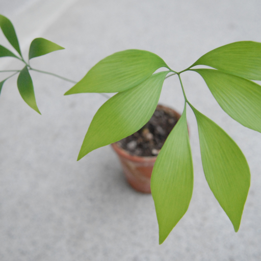 Zamia Fern (Bowenia Spectabilis) Care Guide: Water, Soil & Propagation ...