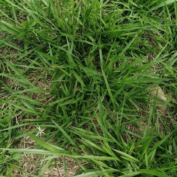 Spreading Liverseed Grass (Brachiaria Decumbens) Plant Care & How to ...