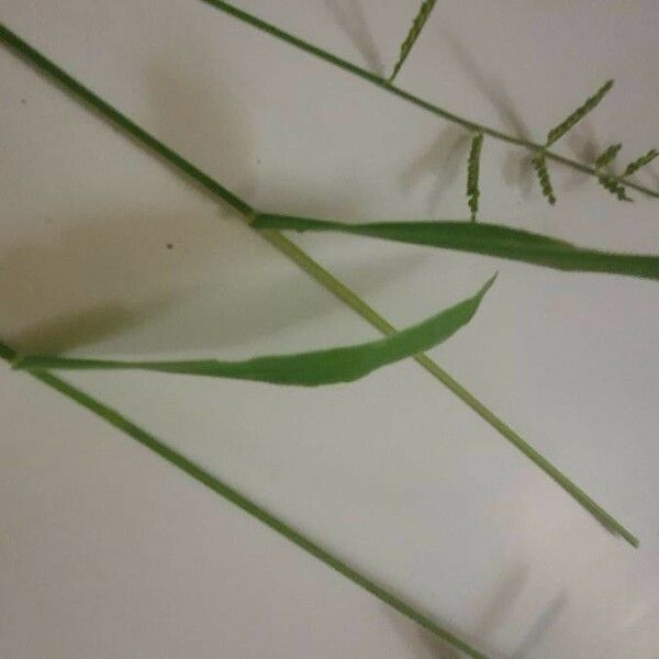 Sweet Signal Grass (Brachiaria Eruciformis) Plant Care & How to Grow, Water