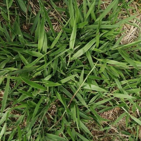 Koronivia Grass (Brachiaria Humidicola) Plant Care & How to Grow, Water