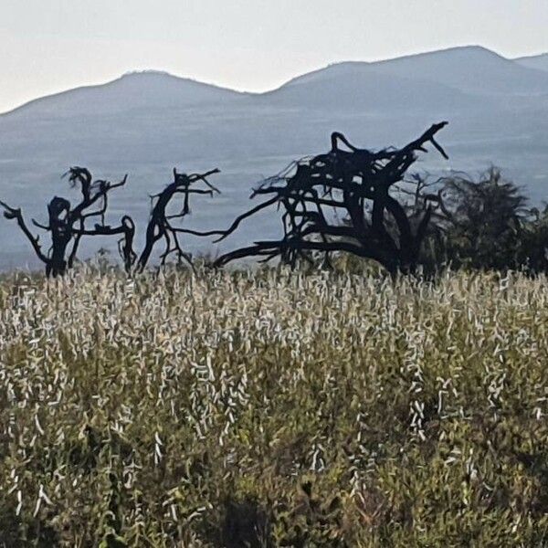 Brachiaria Lachnantha Plant Care & How to Grow, Water