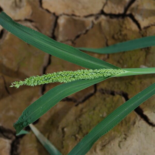 Brachiaria Lata Plant Care & How to Grow, Water