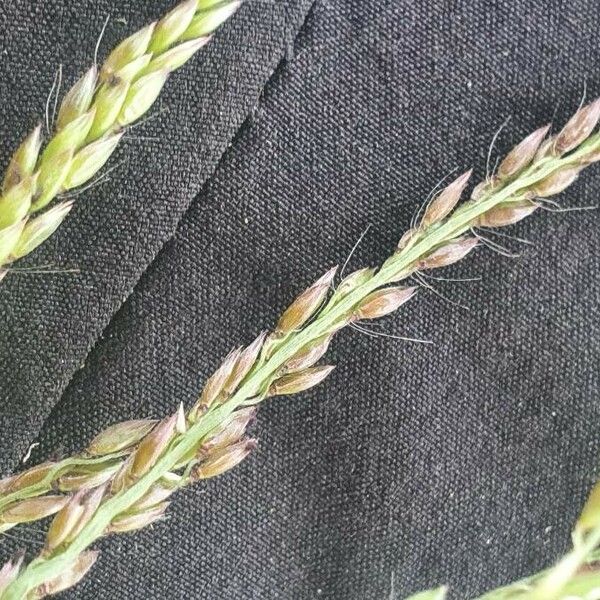 Brachiaria Leersioides Plant Care & How to Grow, Water