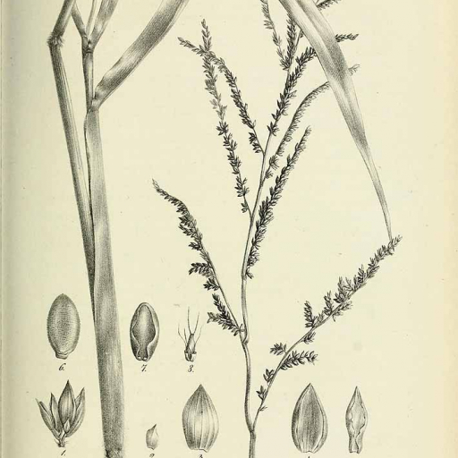 Para Grass (Brachiaria Mutica) Plant Care & How to Grow, Water