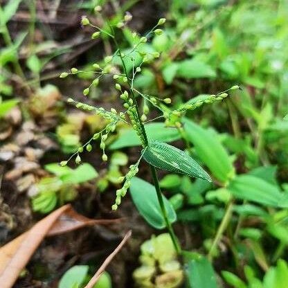 Browntop Millet (Brachiaria Ramosa) Plant Care & How to Grow, Water
