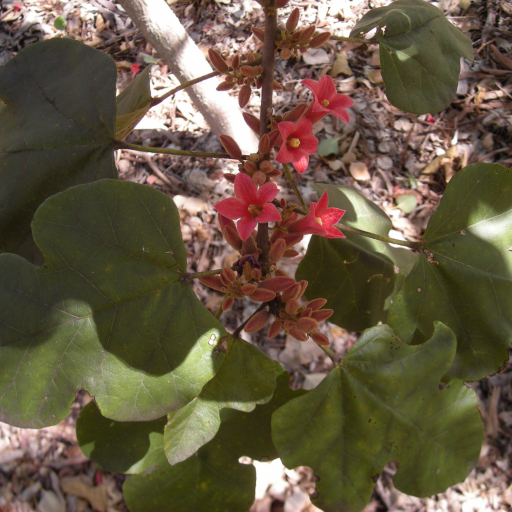 Little Kurrajong (Brachychiton Bidwillii) Plant Care & How to Grow, Water