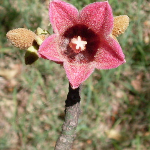 Queensland Lacebark (Brachychiton Discolor) Plant Care & How to Grow, Water