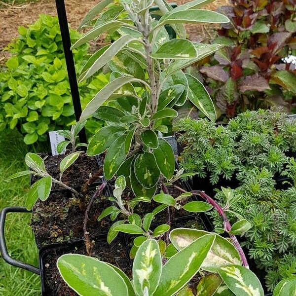 Piecrust (Brachyglottis Compacta) Plant Care & How to Grow, Water