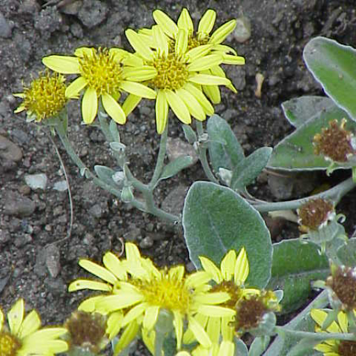 Daisy Bush (Brachyglottis Greyi) Plant Care & How to Grow, Water