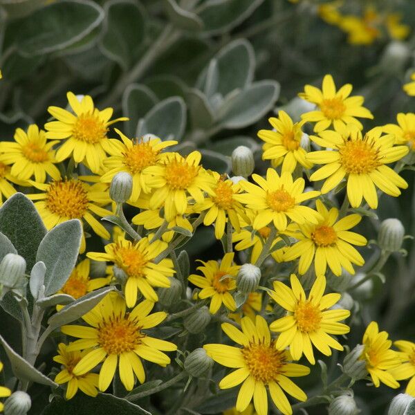 Brachyglottis Laxifolia Plant Care & How to Grow, Water