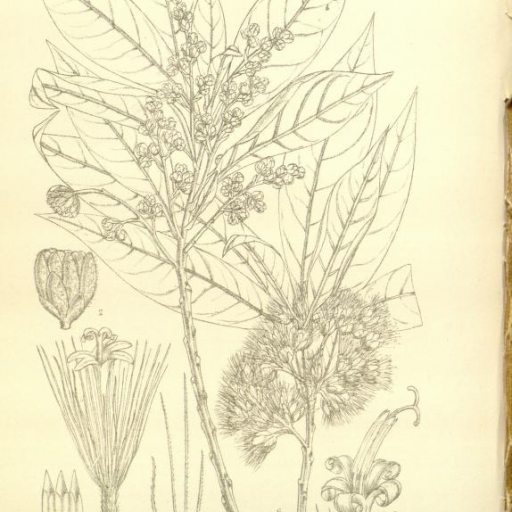 Lowveld Brachylaena (Brachylaena Huillensis) Plant Care & How to Grow ...