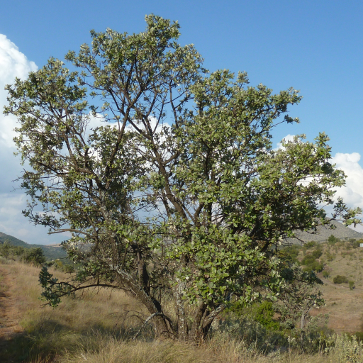 Brachylaena Rotundata Plant Care & How to Grow, Water