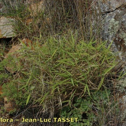 Brachypodium Arbuscula Plant Care & How to Grow, Water