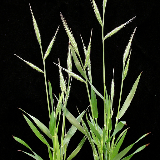 Purple False Brome (Brachypodium Distachyon) Plant Care & How to Grow ...