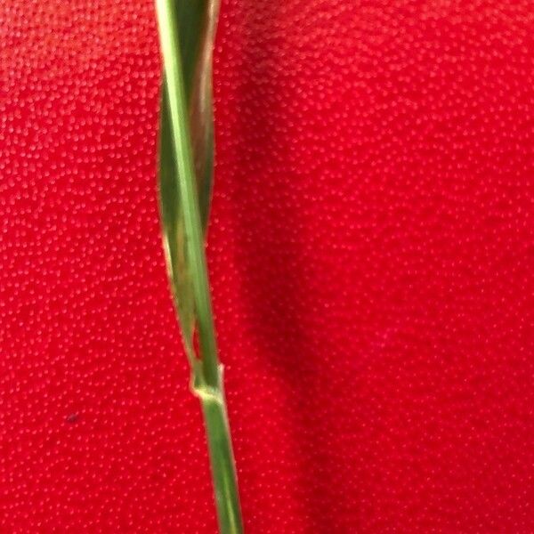 Thinleaf False Brome (Brachypodium Phoenicoides) Plant Care & How to ...