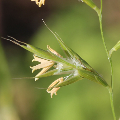 Heath False-Brome (Brachypodium Pinnatum) Plant Care & How to Grow, Water