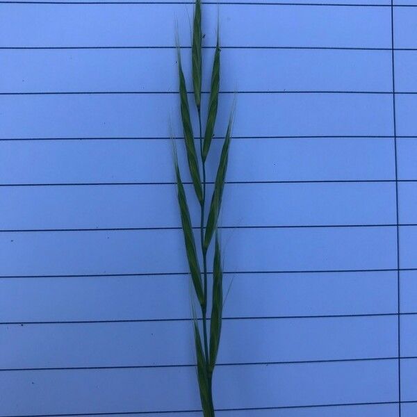 Tor Grass (Brachypodium Rupestre) Plant Care & How to Grow, Water