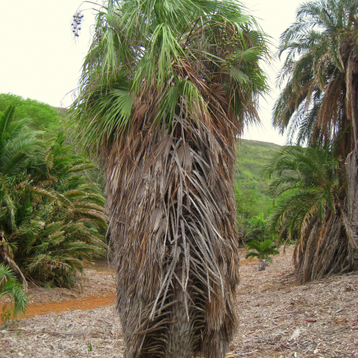 Sinaloa Hesper Palm (Brahea Aculeata) Plant Care & How to Grow, Water