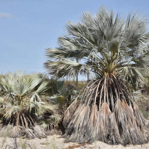 Mexican Blue Palm (Brahea Armata) Plant Care & How to Grow, Water