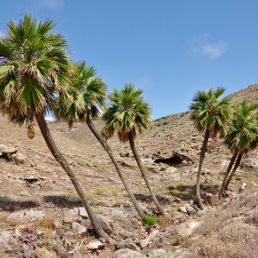 Guadalupe Palm (Brahea Edulis) Plant Care & How to Grow, Water