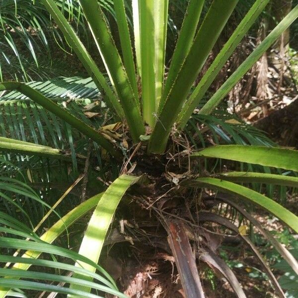 Brahea Salvadorensis Plant Care & How to Grow, Water