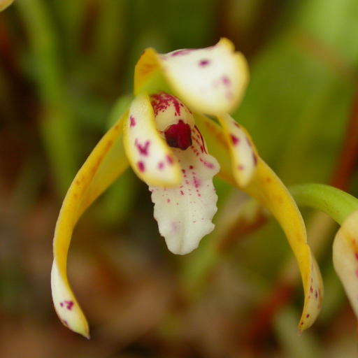 The Painted Maxillaria (Brasiliorchis Picta) Plant Care & How to Grow ...