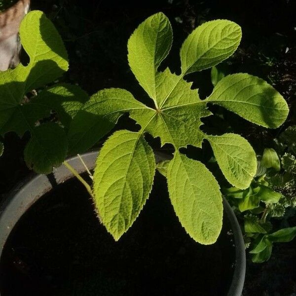 Brassaiopsis Mitis Plant Care & How to Grow, Water