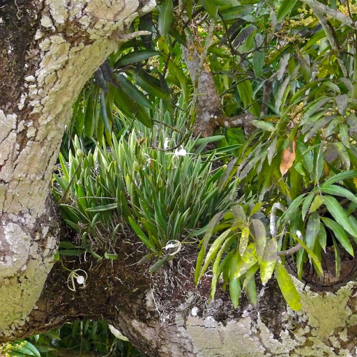 Lady Of The Night Orchid (Brassavola Nodosa) Plant Care & How to Grow ...