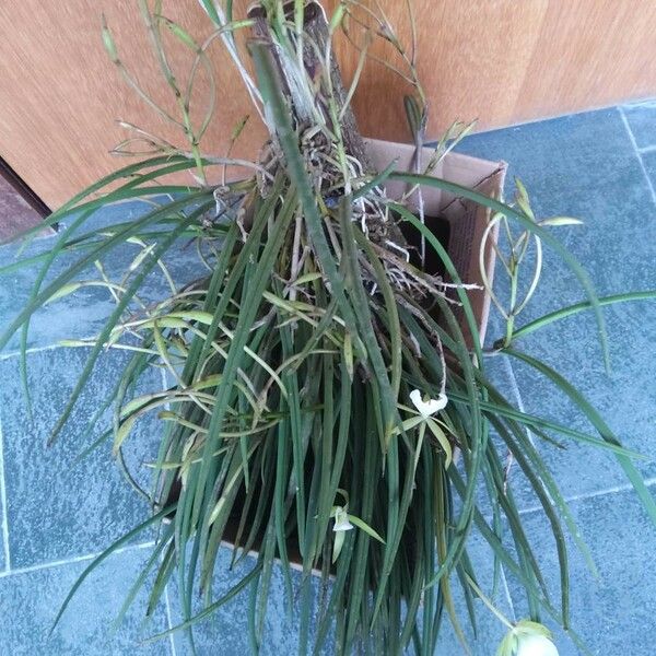 Brassavola Perrinii Care Guide: Water, Soil & Propagation - Plantiary