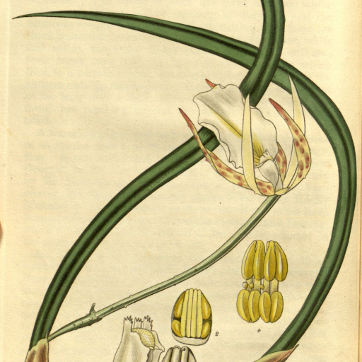 Brassavola Tuberculata Plant Care & How to Grow, Water