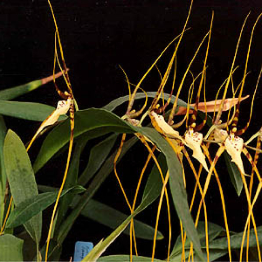 Brassia Arcuigera Plant Care & How to Grow, Water