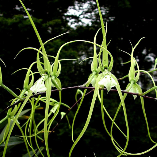 Orchid (Brassia Verrucosa) Plant Care & How to Grow, Water