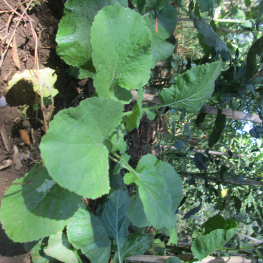 Andropogon Gerardii Plant Care & How to Grow, Water